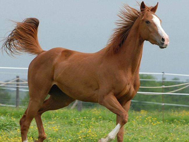 II Yelizavetanın sarayına qədər gedən Qarabağ atları... - “Ucaboy və ağ ...