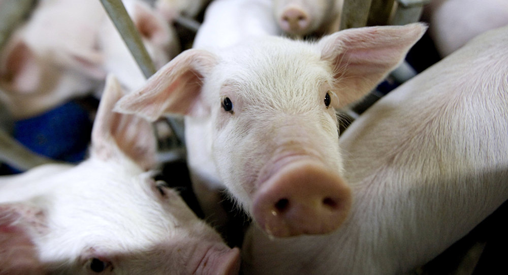 Azərbaycanda donuzların sayı artıb, “donuz qripi” təhlükəsi isə...