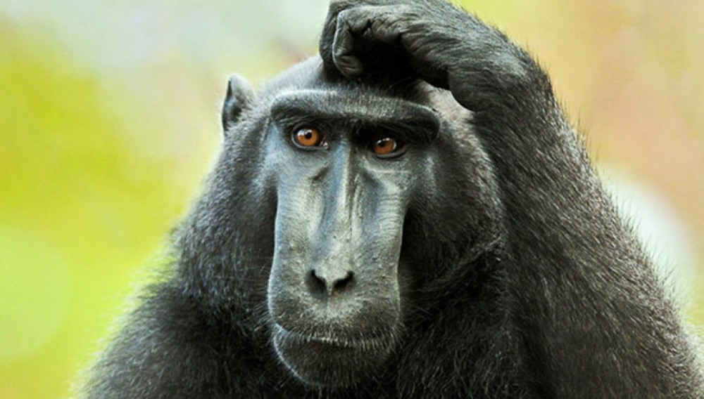 Çin hərbçiləri hərbi xidmətə meymun götürdülər | Modern.az