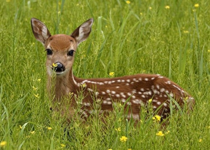 Nəsli kəsilməkdə olan heyvanların adları AÇIQLANDI | Modern.az