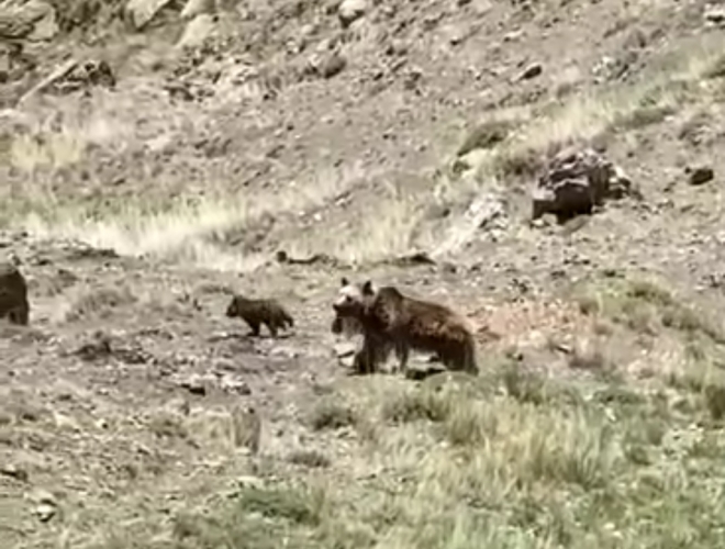 Laçın dağlarında iki balası ilə gəzən qonur ayı - FOTO