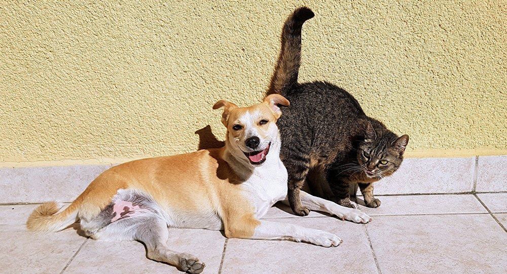 Ev heyvanları sahibləri ilə birlikdə dəfn ediləcək