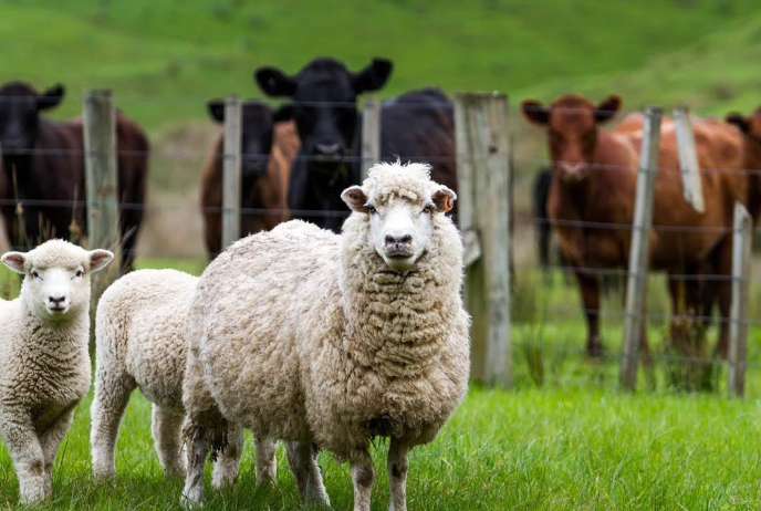 Azərbaycanda inək, camış, qoyun və keçilərin sayı AZALIB