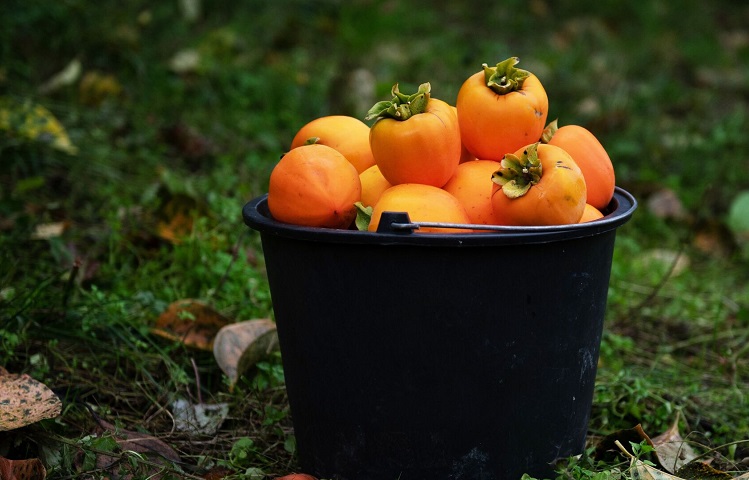 Taxta yeşiklə xurma İXRACI: Azərbaycan dünyada birinci ola bilər ...
