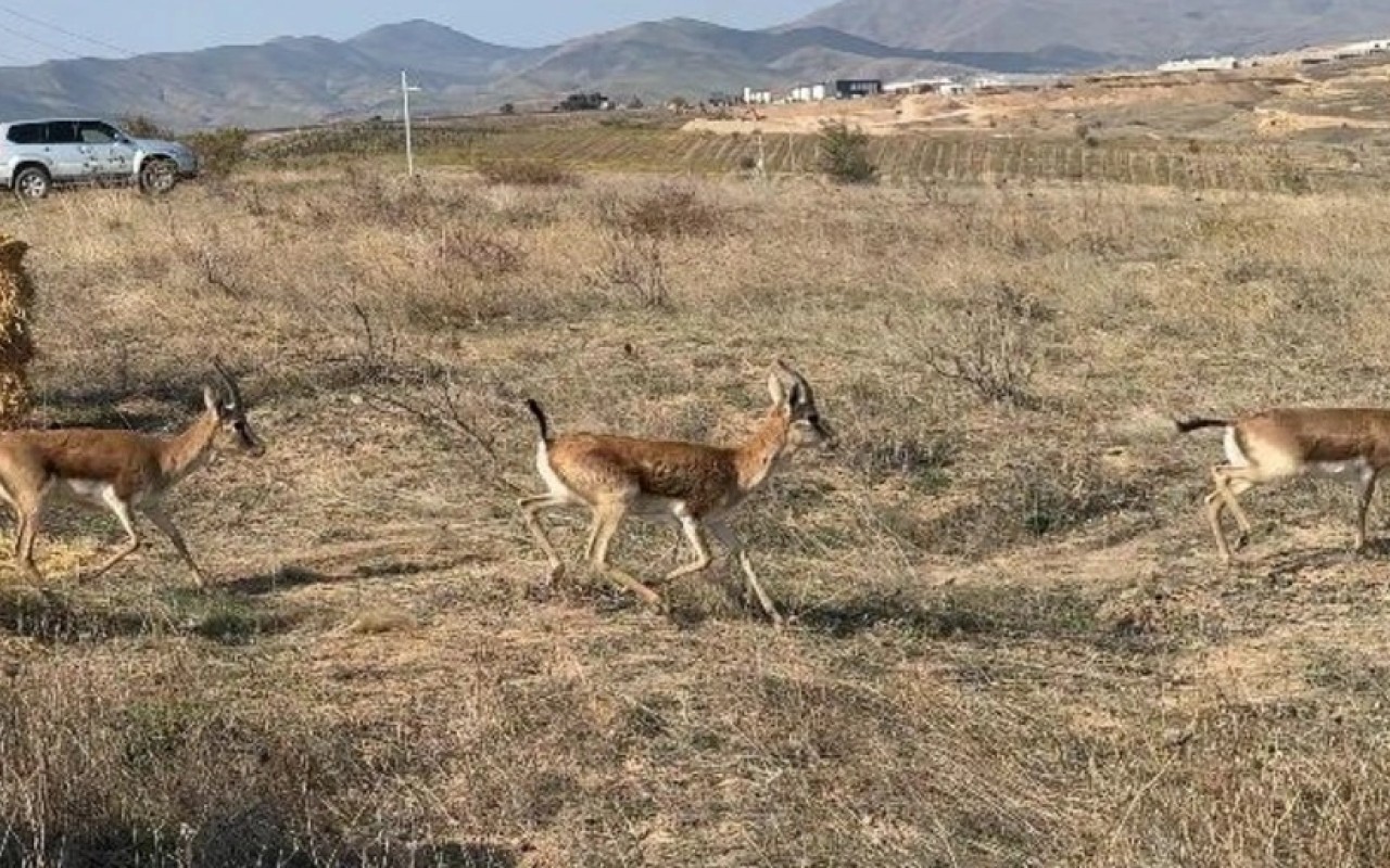 Cəbrayıla yeddi baş ceyran buraxıldı - FOTO | Modern.az