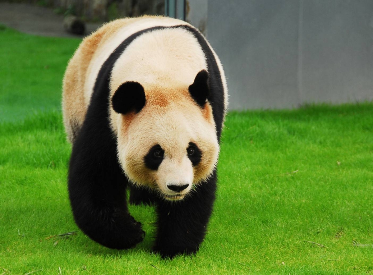 Discontent among countries also affected pandas | Modern.az