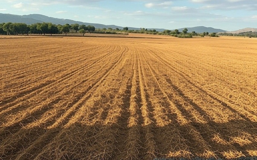 The category of land plots in these areas was changed | Modern.az